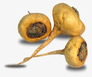 Maca - Plant And Their Uses - Free Transparent PNG Download - PNGkey