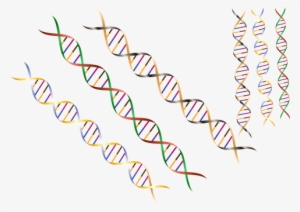 Dna Dna Strand Dna Helix Helix Research Sc - Dna - Free Transparent PNG ...