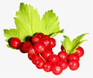Red Currant Png - Free Transparent PNG Download - PNGkey