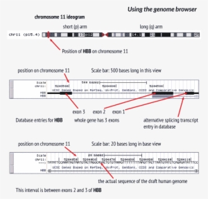 Guide To Using The Genome Browser - Hbb Gene Structure - Free ...