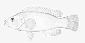 Cunner - Bergall - Free Transparent PNG Download - PNGkey