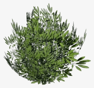 Cespuglio Png - Free Transparent PNG Download - PNGkey