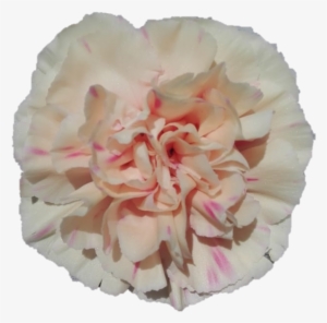 Apple Tea - Carnation - Apple - Free Transparent PNG Download - PNGkey