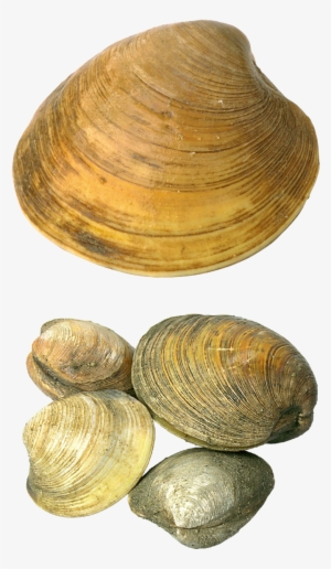 Transparent Pictures Of Seashells - Free Transparent PNG Download - PNGkey