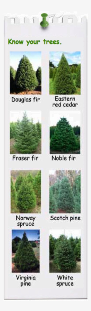 Know Your Trees - Douglas Fir Vs Fraser Fir - Free Transparent PNG ...