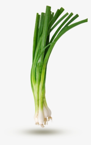 Onion - Oignon Vert Png - Free Transparent PNG Download - PNGkey