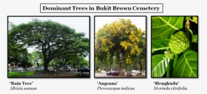 The Bukit Brown Experience - Angsana Tree Leaves - Free Transparent PNG ...