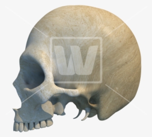 Skull PNG, Transparent Skull PNG Image Free Download , Page 2 - PNGkey