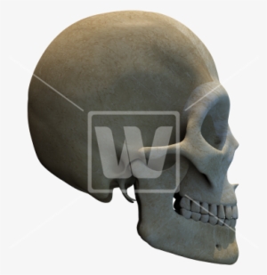 Side View Skull Graphic - Skull - Free Transparent PNG Download - PNGkey