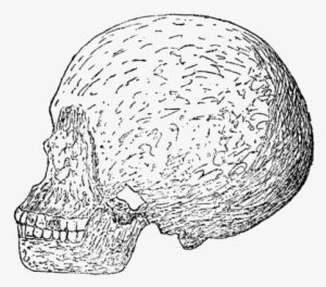 Side View Of The Skull Of The Negroid Youth From The - Drawing - Free ...