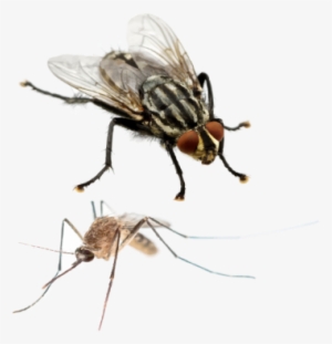 Mosca Png Transparente Stickpng - Fly Transparent - Free Transparent ...
