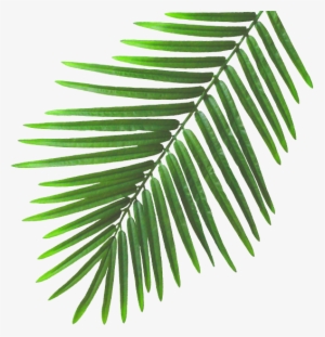 Beach Leaves Png - Free Transparent PNG Download - PNGkey