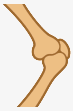 Bone Joint - Free Transparent PNG Download - PNGkey
