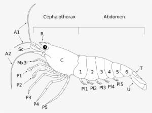 Open - Anatomy Shrimp Png - Free Transparent PNG Download - PNGkey