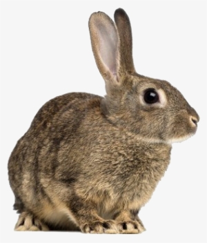 European Rabbit No Background - Free Transparent PNG Download - PNGkey