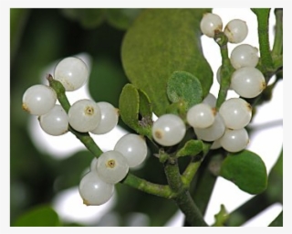Mistletoe Stick Incense - Mistletoe - Free Transparent PNG Download ...