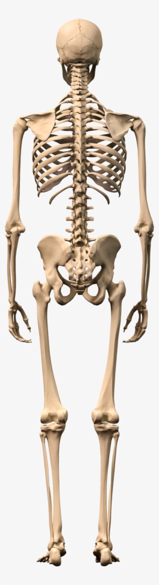 Skeleton Png, Download Png Image With Transparent Background, - Human ...