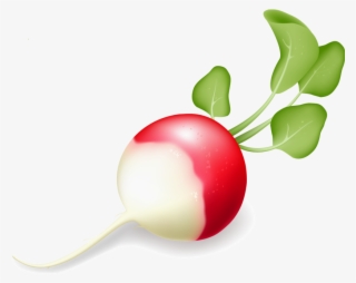 White Radish Png - Mula Vegetables - Free Transparent PNG Download - PNGkey