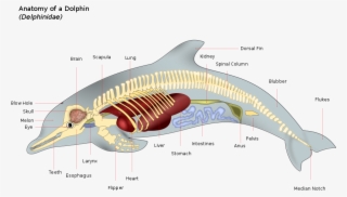 The Anatomy Of A Dolphin Showing Its Skeleton, Major - Gambar Anatomi ...