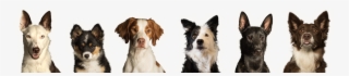 Results May Vary - Dogs In A Row - Free Transparent PNG Download - PNGkey