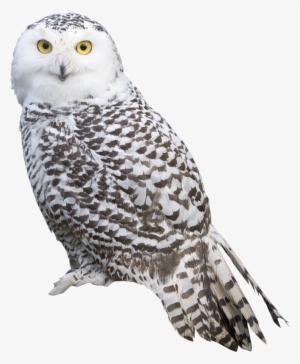 Barn Owl No Background Image Transparent Background - Owl Png - Free ...