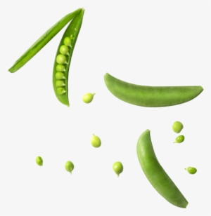 Peas - Snap Pea - Free Transparent PNG Download - PNGkey