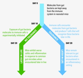 Critical Timing To Develop Immune Tolerance Identified - Diagram - Free ...