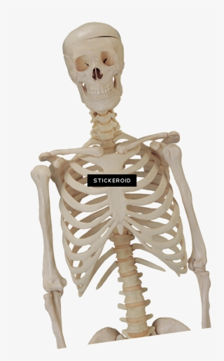 Free Png Skeleton, Skull Png Images Transparent - Skeleton Png - Free ...