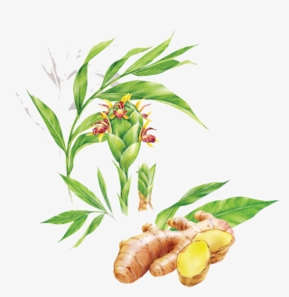 Ginger Vector Leaf Png Free Stock - Ilustracion Jengibre - Free ...