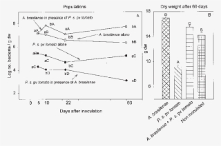 Sizes Of P - Diagram - Free Transparent PNG Download - PNGkey