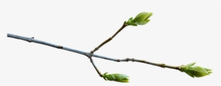 Branch Png 12, Buy Clip Art - Spring Tree Branch Png - Free Transparent ...