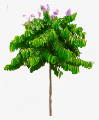 Tropical Tree PNG, Transparent Tropical Tree PNG Image Free Download ...