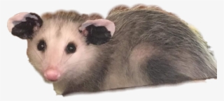 Virginia Opossum - Free Transparent PNG Download - PNGkey