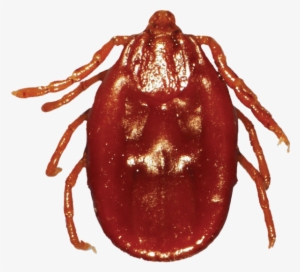 Download Amazing High-quality Latest Png Images Transparent - Tick ...