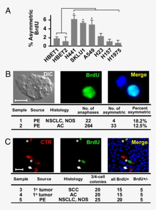 Asymmetric Drawing Geometry Line - Symmetrical And Asymmetrical Shapes ...