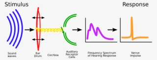 Processing Of Sound - Sound And Hearing Waves - Free Transparent PNG ...