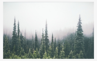 Forest Freetoedit - Tree Line - Free Transparent PNG Download - PNGkey