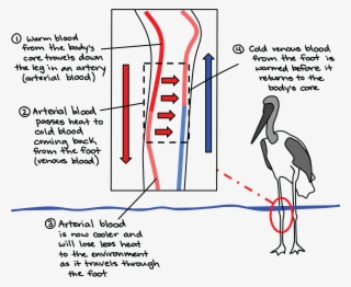 Countercurrent Heat Exchange In Birds - Free Transparent PNG Download ...