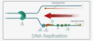 Dna Replication - Free Transparent PNG Download - PNGkey