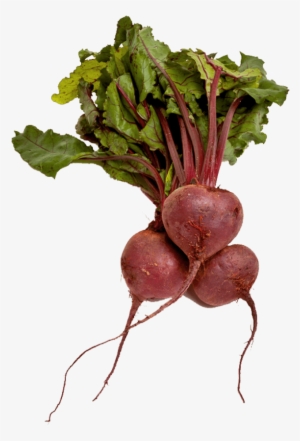Beet Png - Free Transparent PNG Download - PNGkey