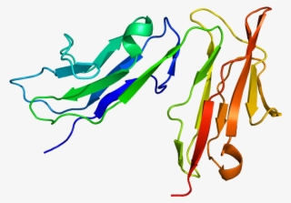Cd16a Structure - Free Transparent PNG Download - PNGkey