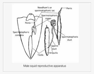 Reproductive Organs Of Male Squid - Anatomy - Free Transparent PNG ...