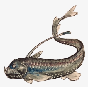 Some Transparent Deep Sea Images - Pacific Sturgeon - Free Transparent ...