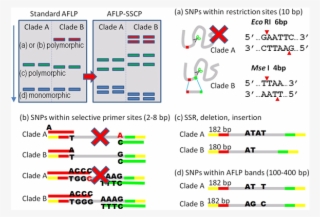 Four Genetic Variation Types Of Standard Aflp And Aflp - Design Snp ...