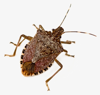 Stink Bug Free Png Image - Brown Marmorated Stink Bug Png - Free ...