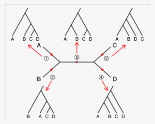 Example Species Trees - Unrooted Binary Tree - Free Transparent PNG ...