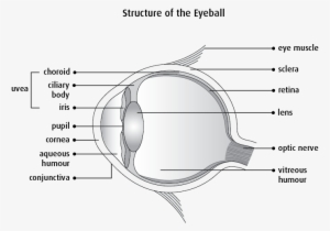 Graphic Of The Structure Of The Eyeball - Diagram - Free Transparent ...