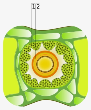 Cross Section Of A Leaf - Wikimedia Commons - Free Transparent PNG ...