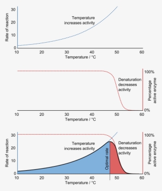 Graph Image - Network Effect - Free Transparent PNG Download - PNGkey