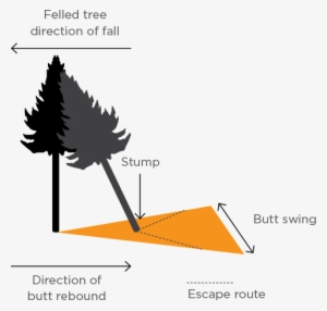[image] Infographic Showing A Felled Tree Hitting Another - Rebound ...